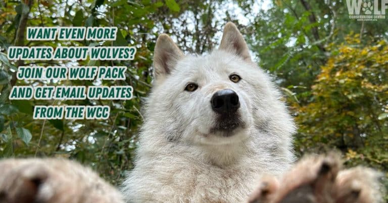 Webcams | Wolf Conservation Center