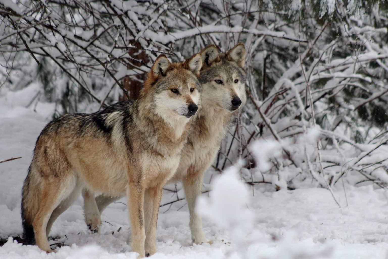 Calendar | Wolf Conservation Center