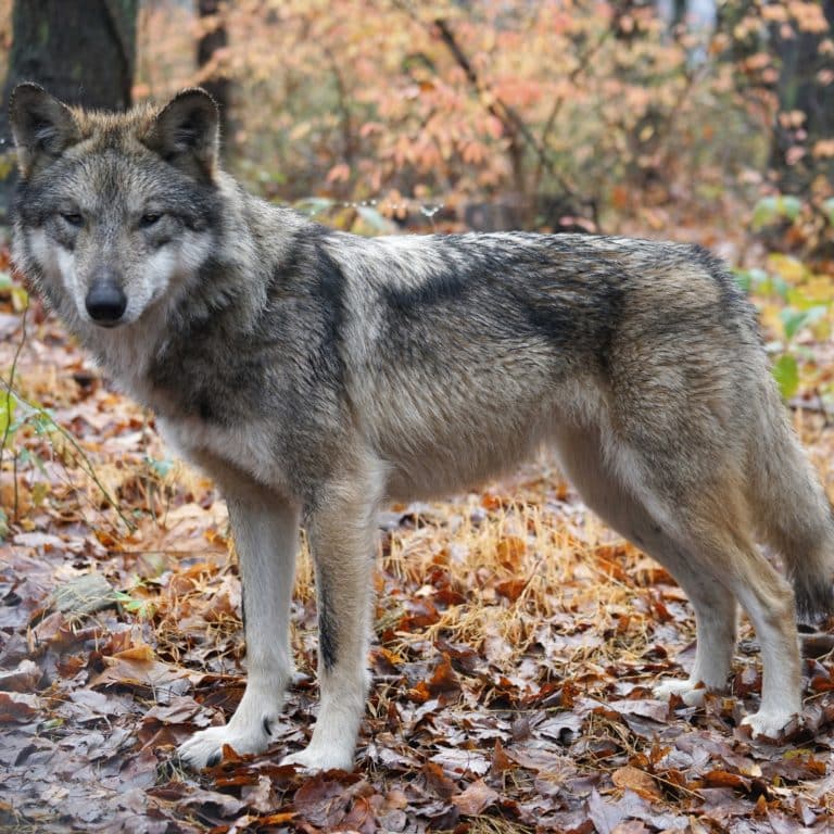 Sponsor a Mating Pair | Wolf Conservation Center