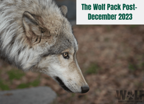 The Wolf Pack Post – A Monthly Newsletter From The WCC (December 2023 ...