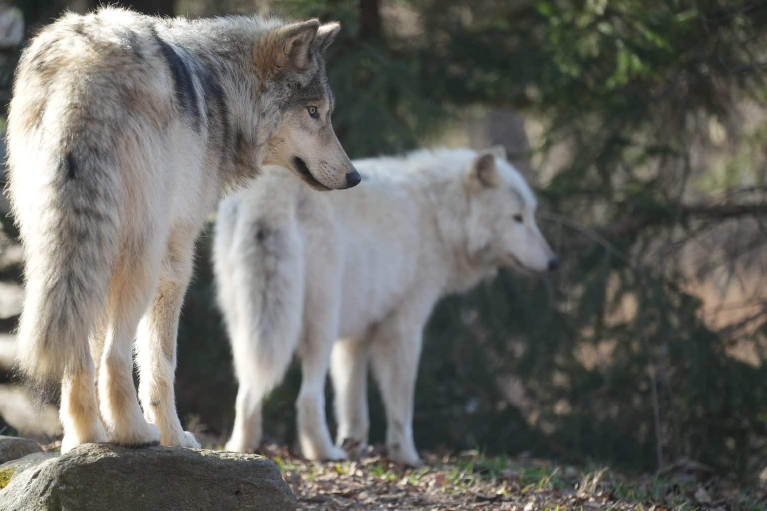 Calendar | Wolf Conservation Center