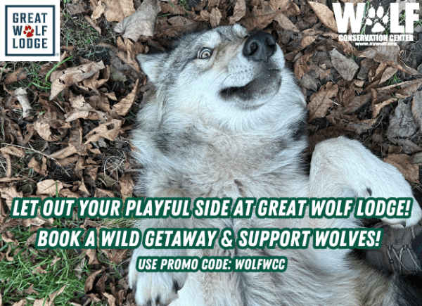 Join the Pack! Great Wolf Lodge and Wolf Conservation Center Team Up ...