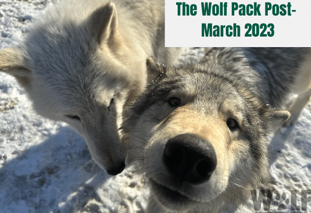 Wolf Conservation Center