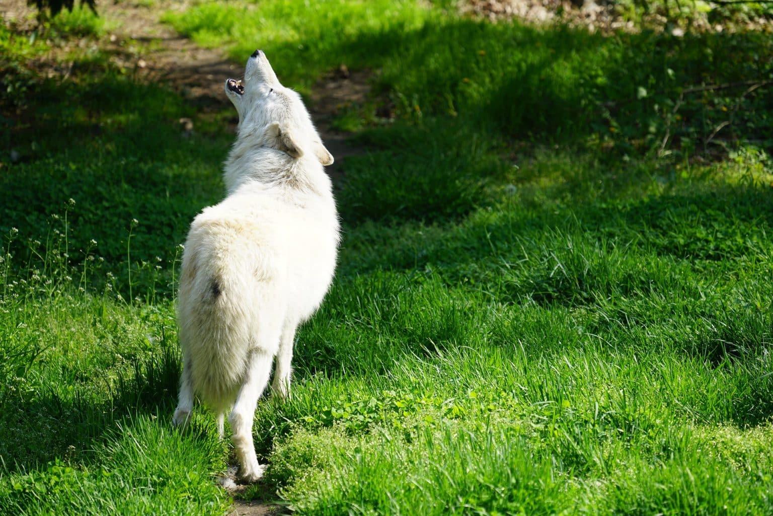 Calendar | Wolf Conservation Center
