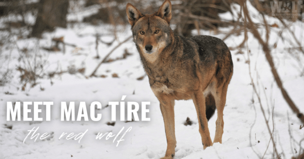 Meet the Wolf Conservation Center’s Newly Named “Irish” Red Wolf ...