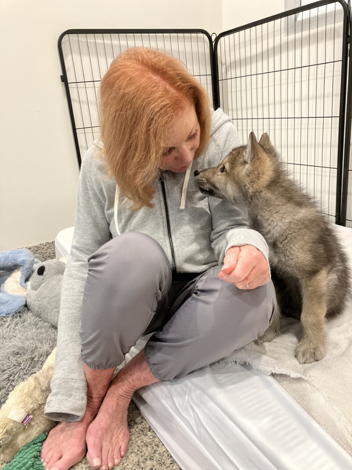 Board Members | Wolf Conservation Center