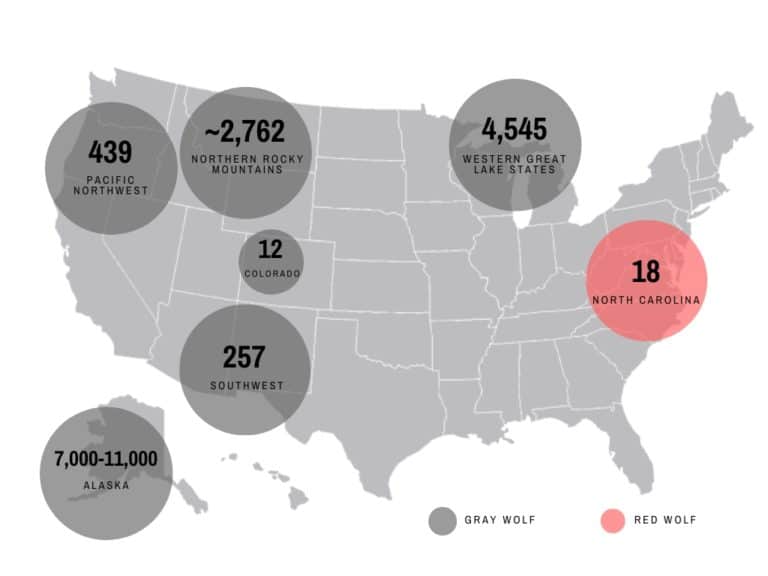 How many wild wolves are in the United States? | Wolf Conservation Center