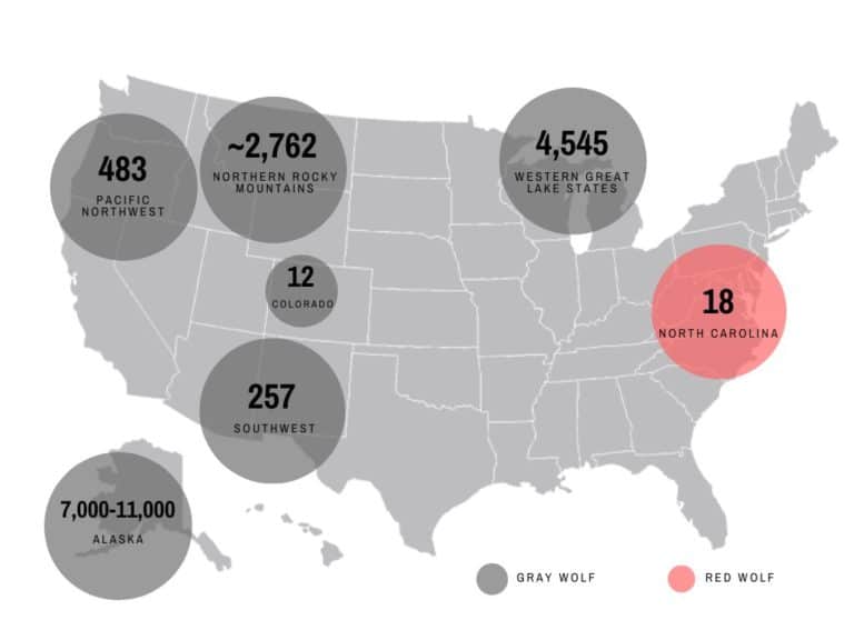 How many wild wolves are in the United States? | Wolf Conservation Center