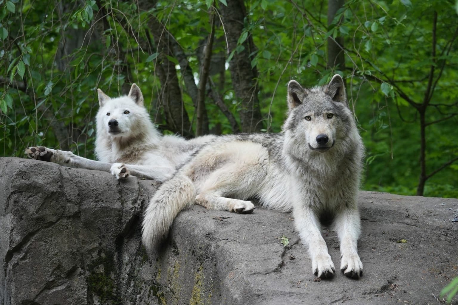 Calendar | Wolf Conservation Center