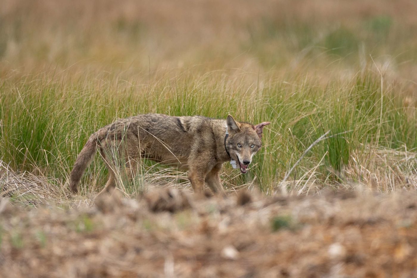 Integrative Ecology and Coexistence Lab | Wolf Conservation Center