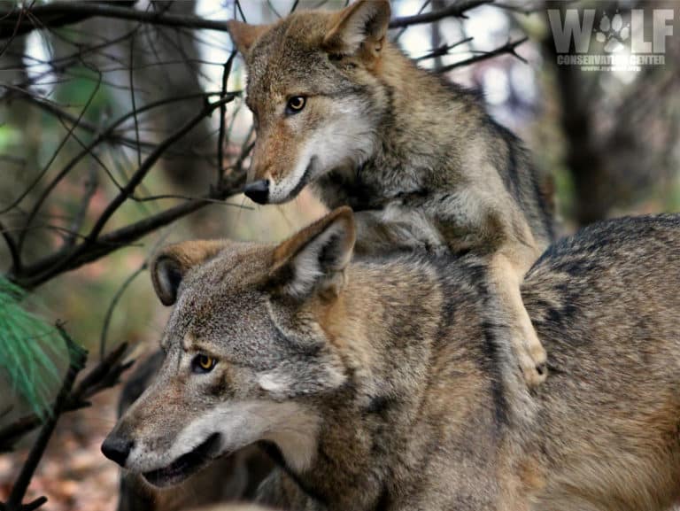 8 Reasons to Love Wolves on #InternationalWolfDay | Wolf Conservation ...