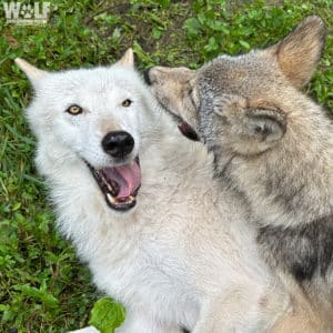 8 Reasons to Love Wolves on #InternationalWolfDay | Wolf Conservation ...