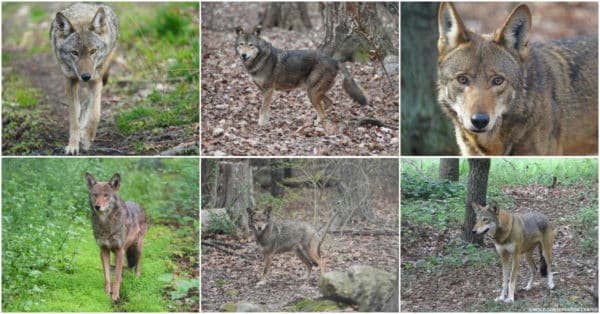 Red Wolf Week 2024 | Wolf Conservation Center