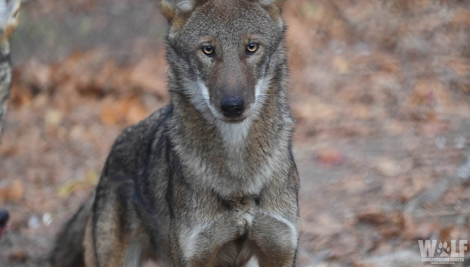 North Carolina Wildlife Agency Recommits to Red Wolf Recovery | Wolf ...