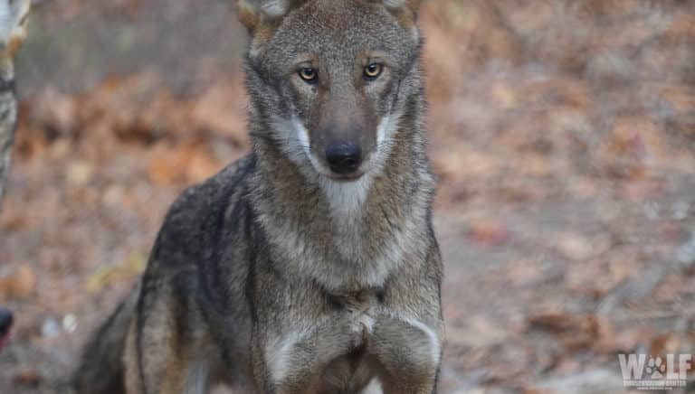 North Carolina Wildlife Agency Recommits to Red Wolf Recovery | Wolf ...