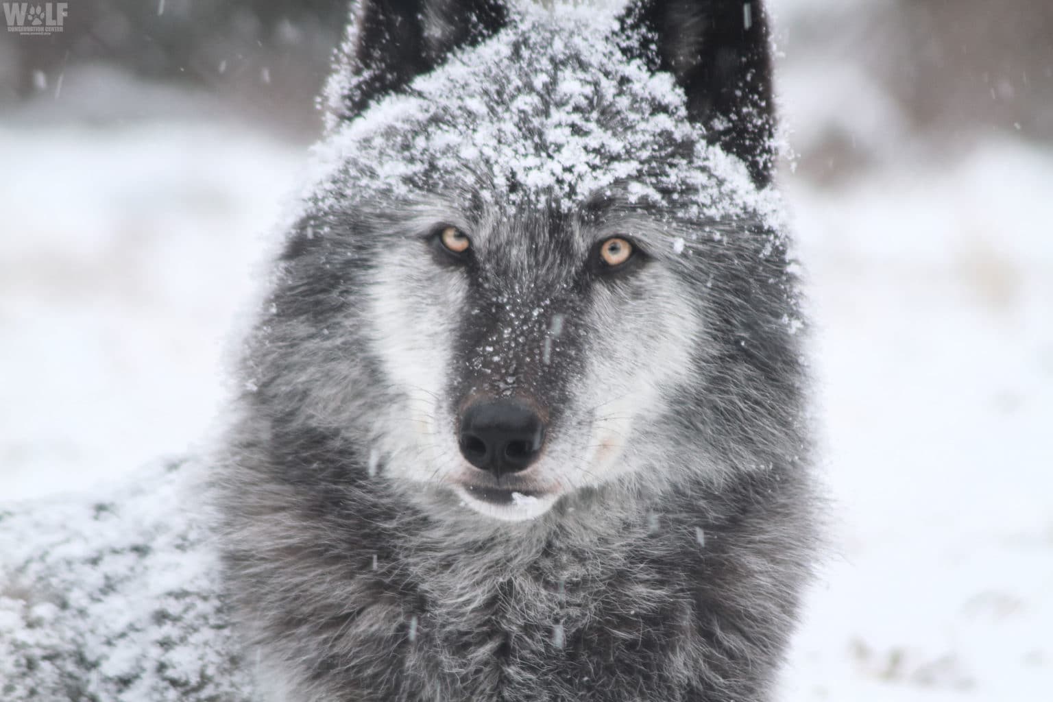 Zephyr Snow Stare Edit Logo | Wolf Conservation Center