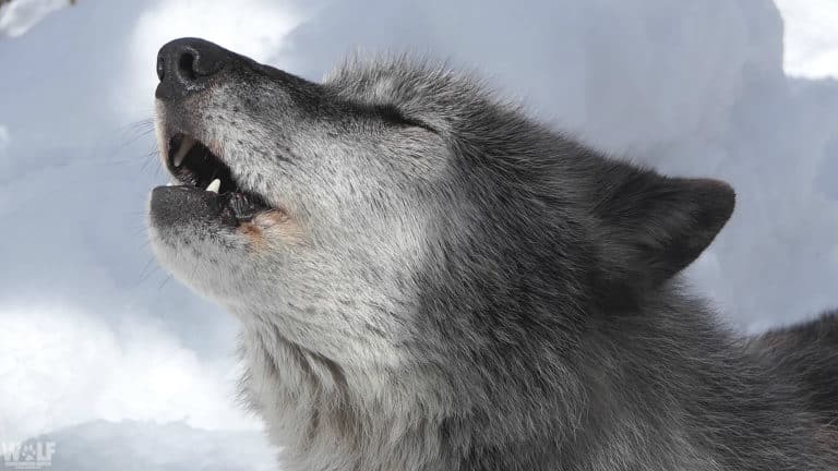 Federal Government Denies Anti-Wolf Petitions that Sought to Weaken ...
