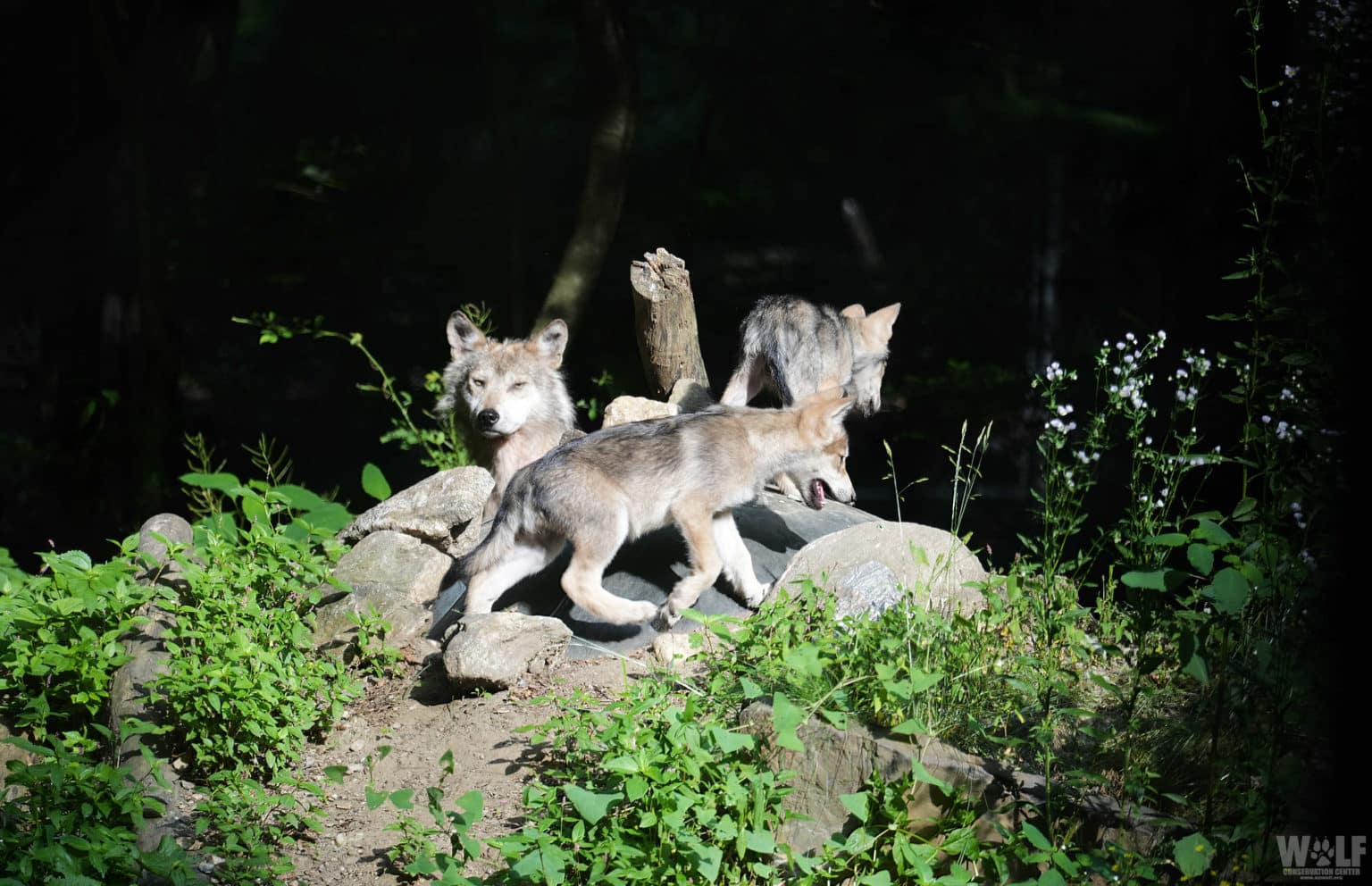 Conservation Groups Condemn Removal of Mexican Gray Wolves from ...