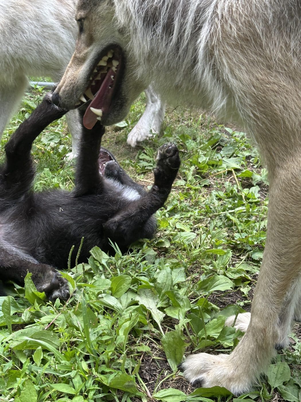 Gray Wolf Kinari Makes her Ambassador Debut with Wolves Silas and Nikai