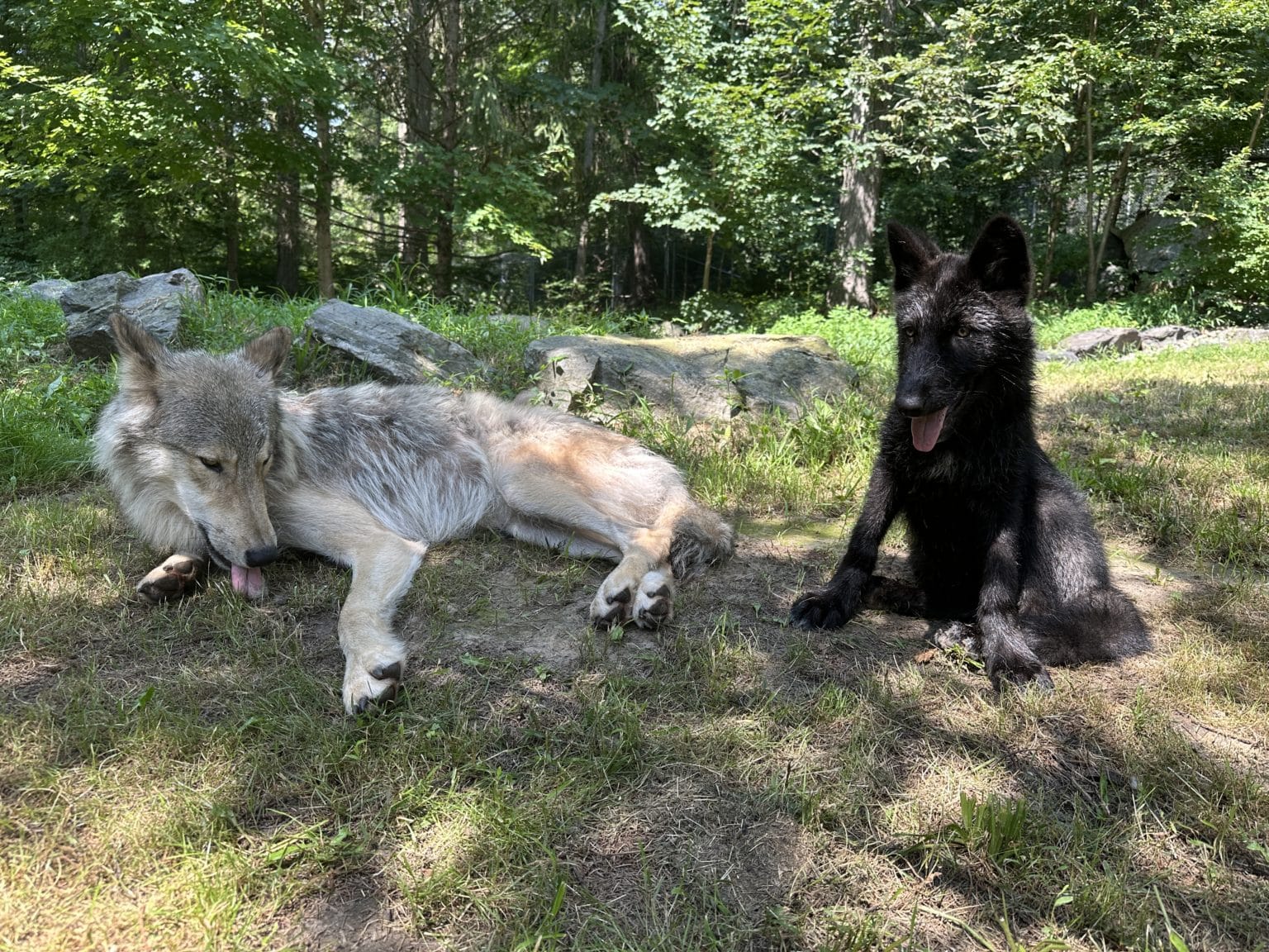 Gray Wolf Kinari Makes her Ambassador Debut with Wolves Silas and Nikai