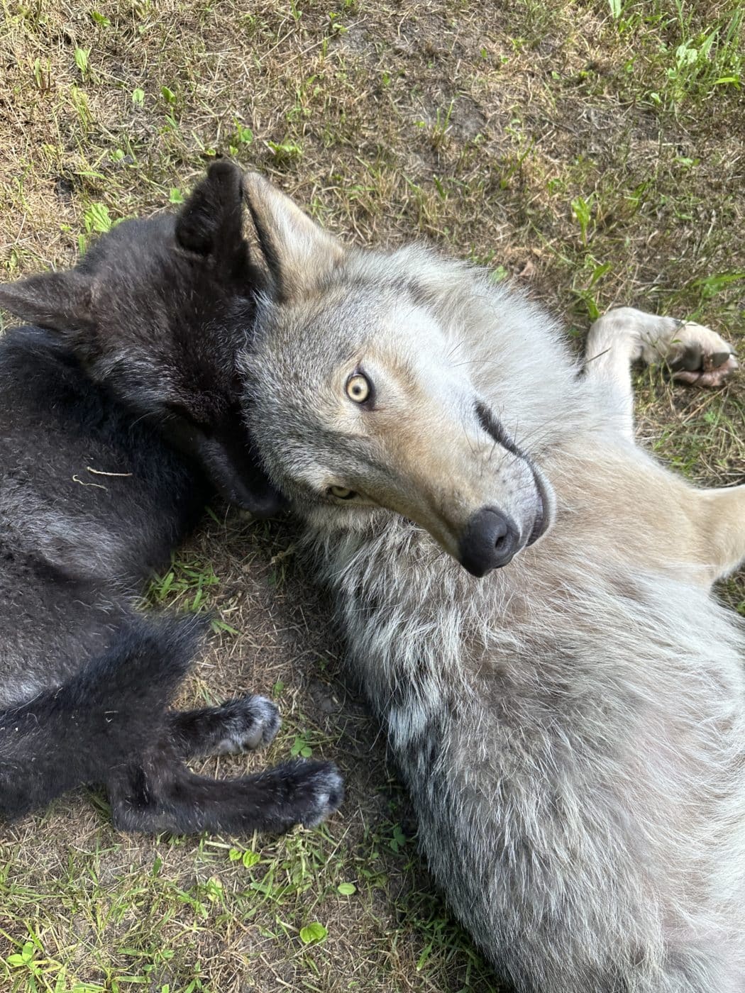 Gray Wolf Kinari Makes her Ambassador Debut with Wolves Silas and Nikai