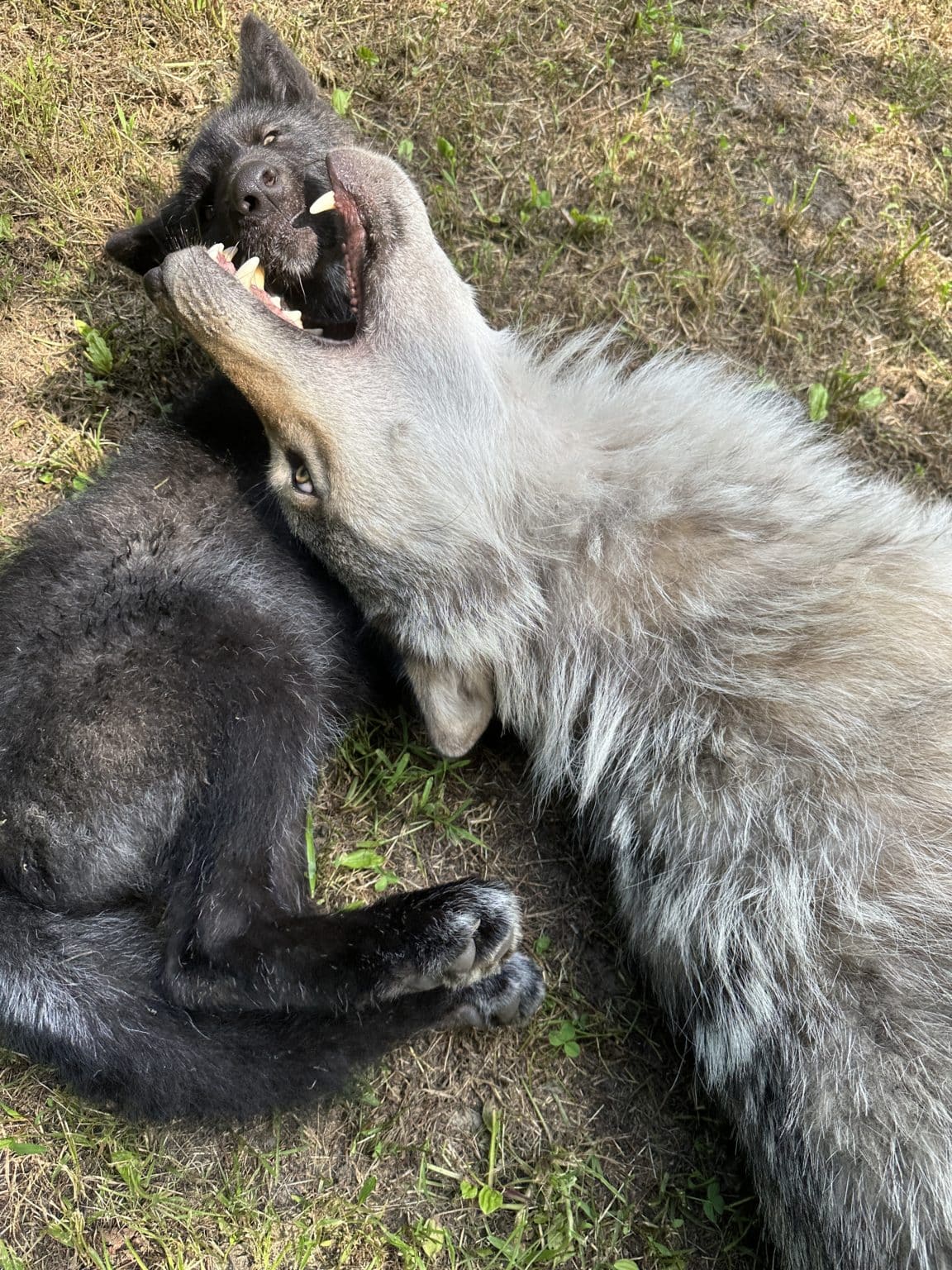 Gray Wolf Kinari Makes her Ambassador Debut with Wolves Silas and Nikai