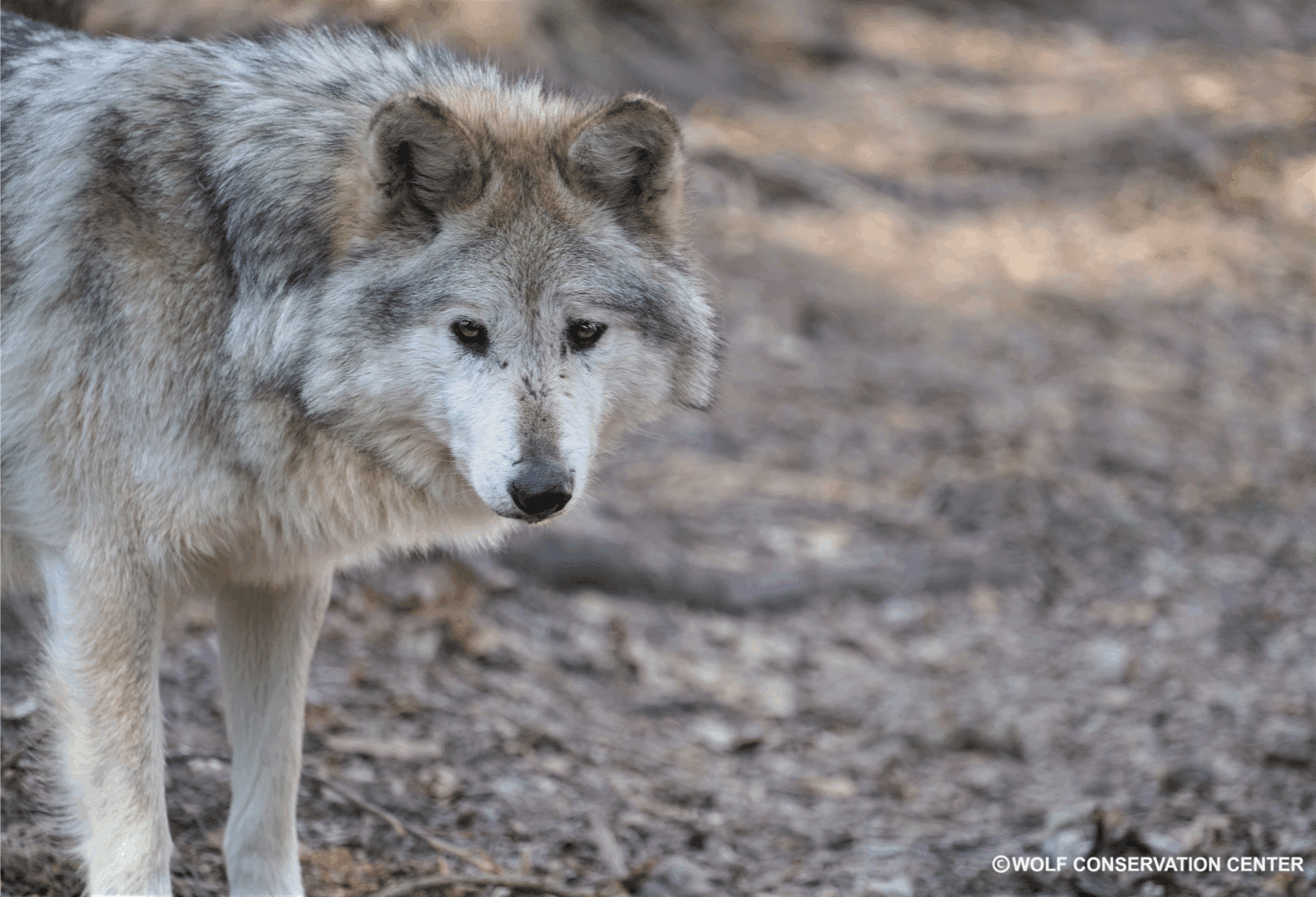 Bill Would Remove Federal Protections From Endangered Mexican Gray Wolves
