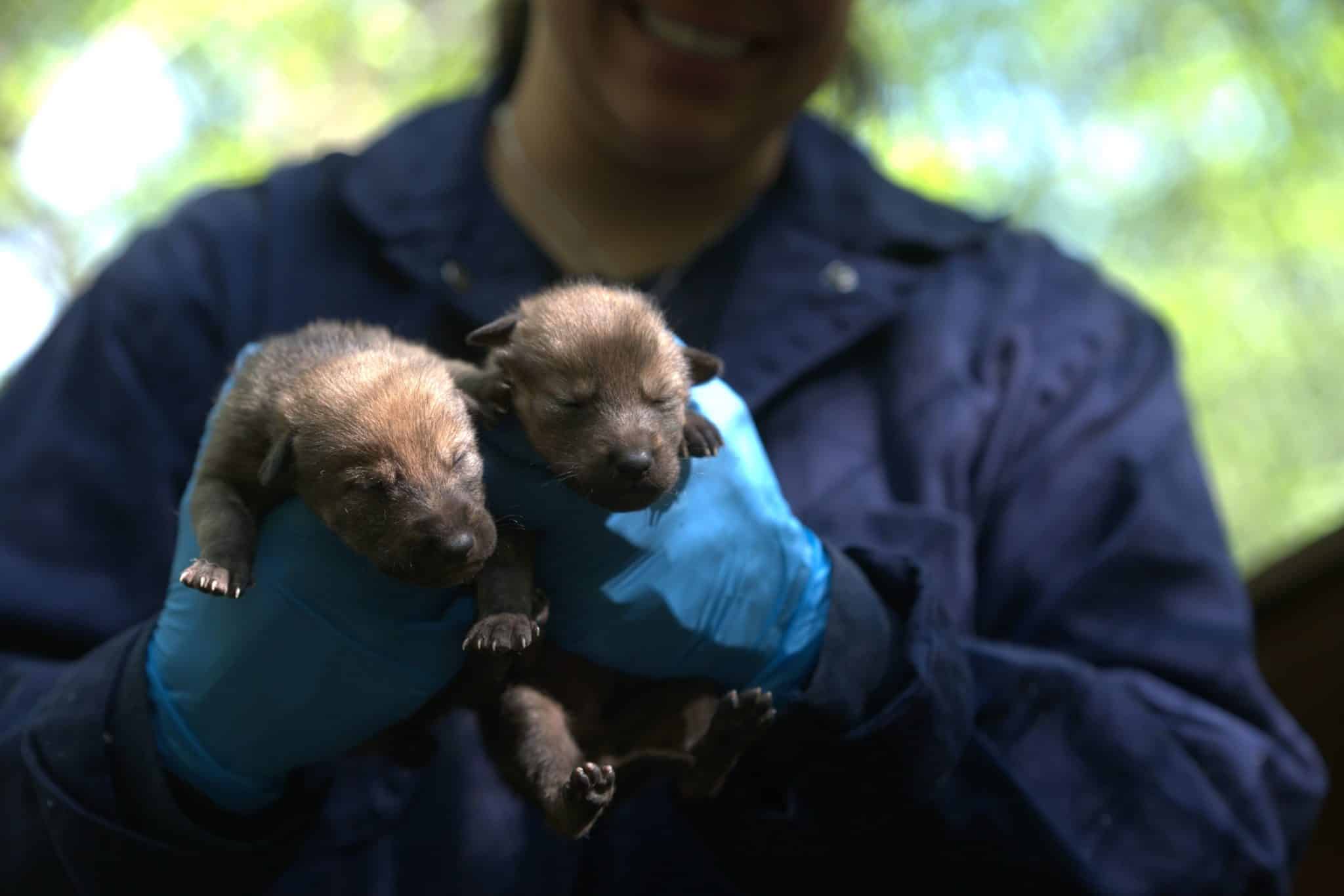 Red Wolf Pups Born at Wolf Conservation Center Signify Hope for their ...