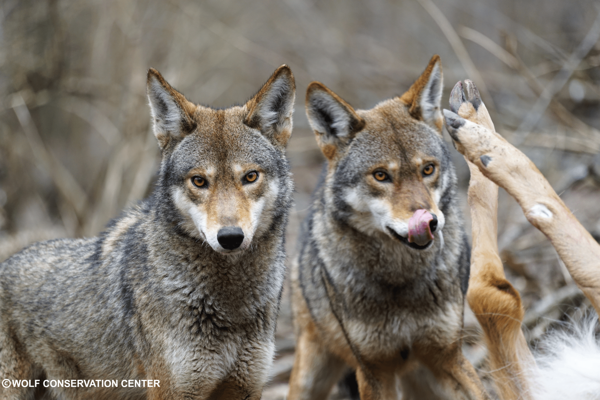 Untitled Design (85) | Wolf Conservation Center