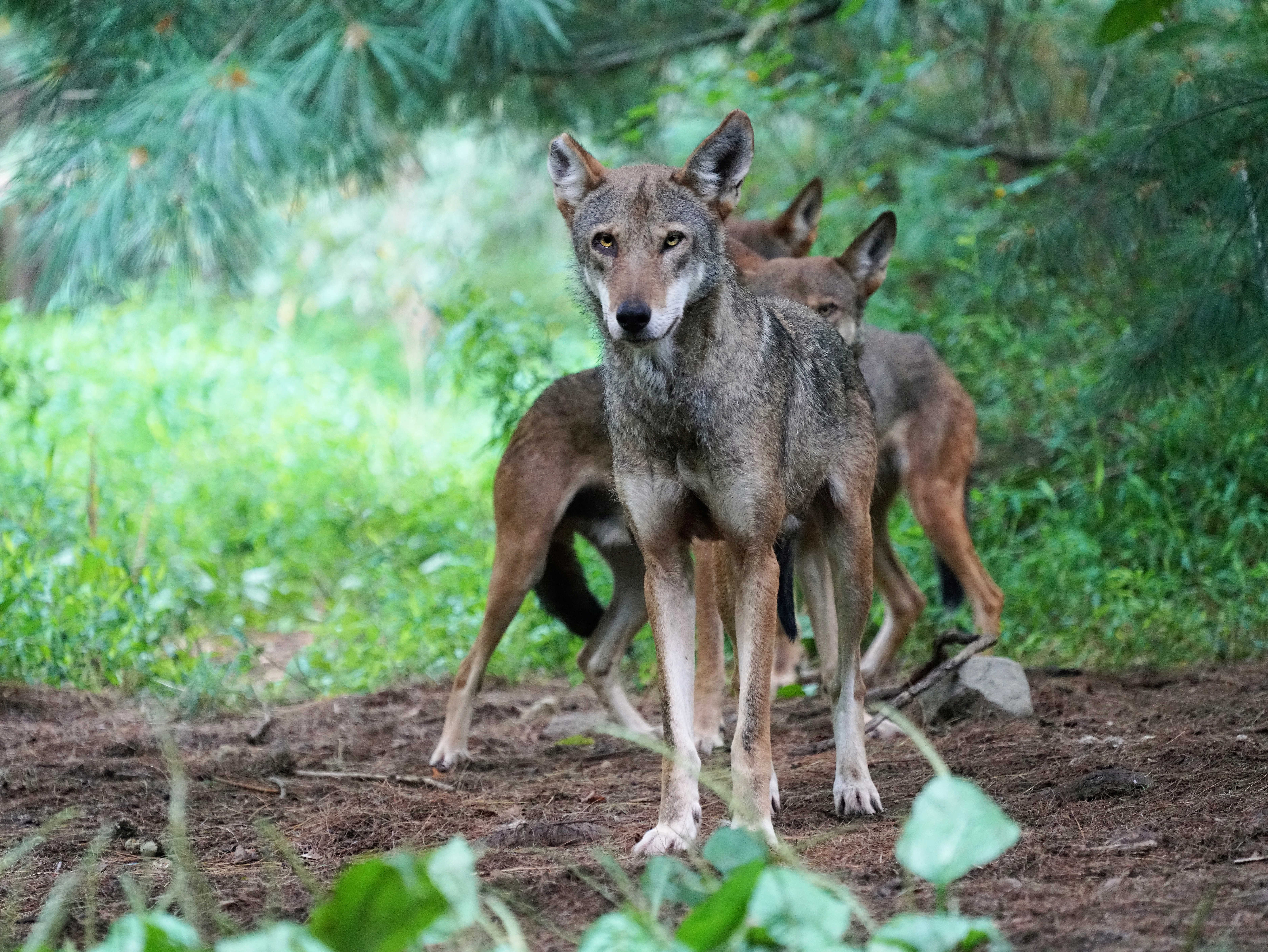 38 Years of Red Wolves in the Wild