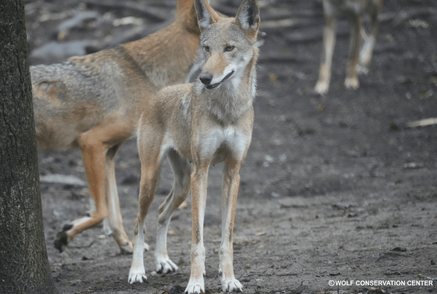 Challenging Misconceptions About Red Wolf Reintroduction: Public ...