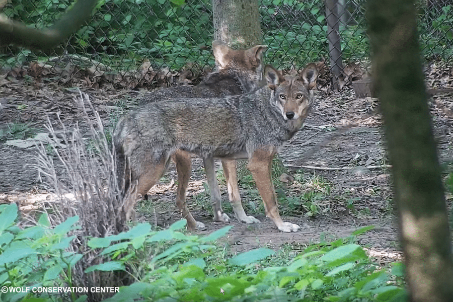 Critically Endangered Red Wolves Arrive in New York in Effort to Save Species
