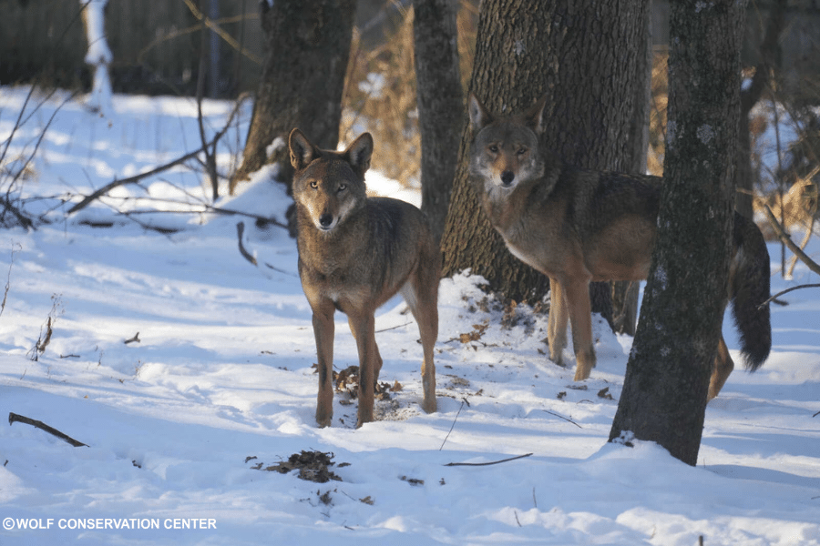 Critically Endangered Red Wolves Arrive in New York in Effort to Save Species
