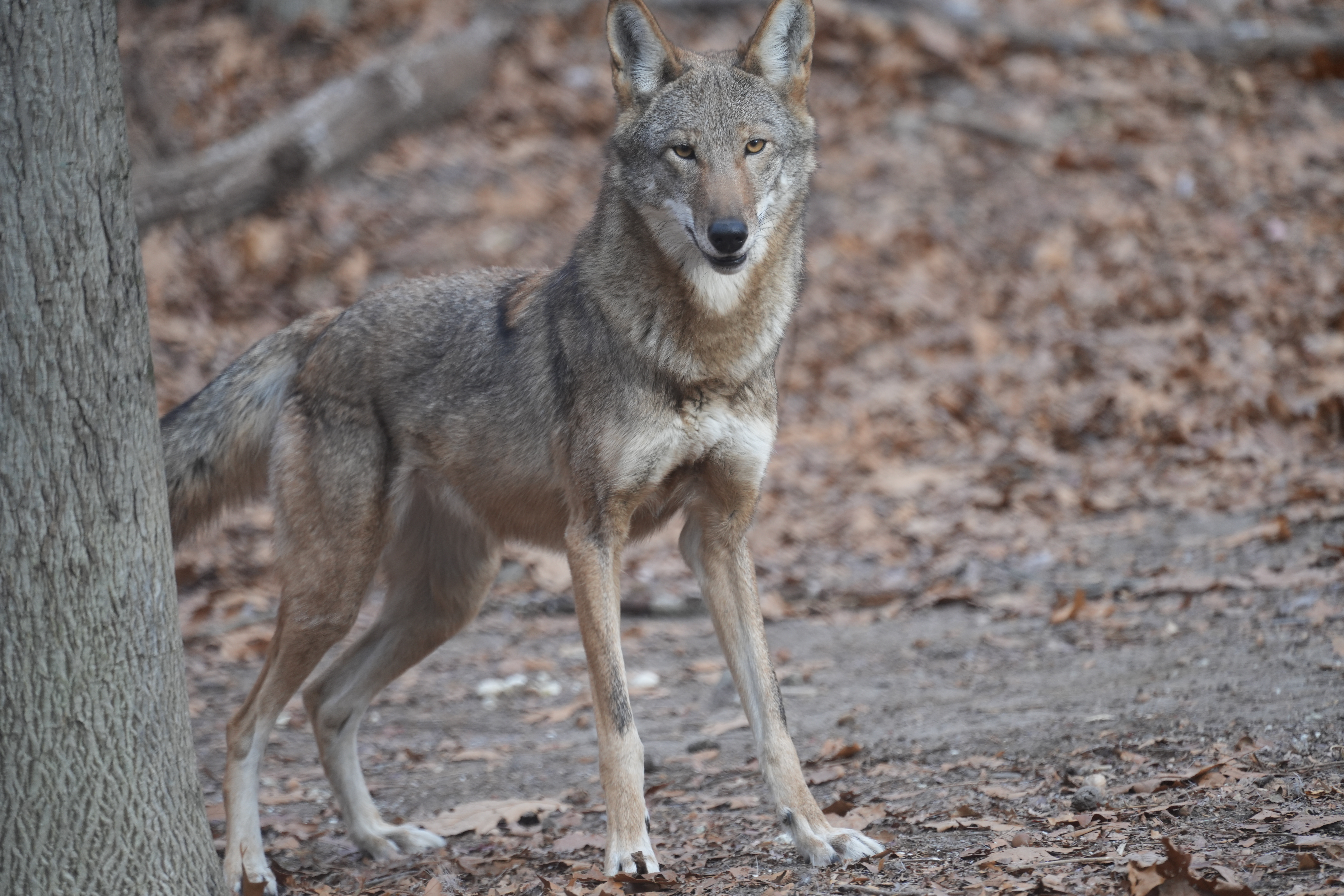 Red Oak Stare Fall (2) | Wolf Conservation Center