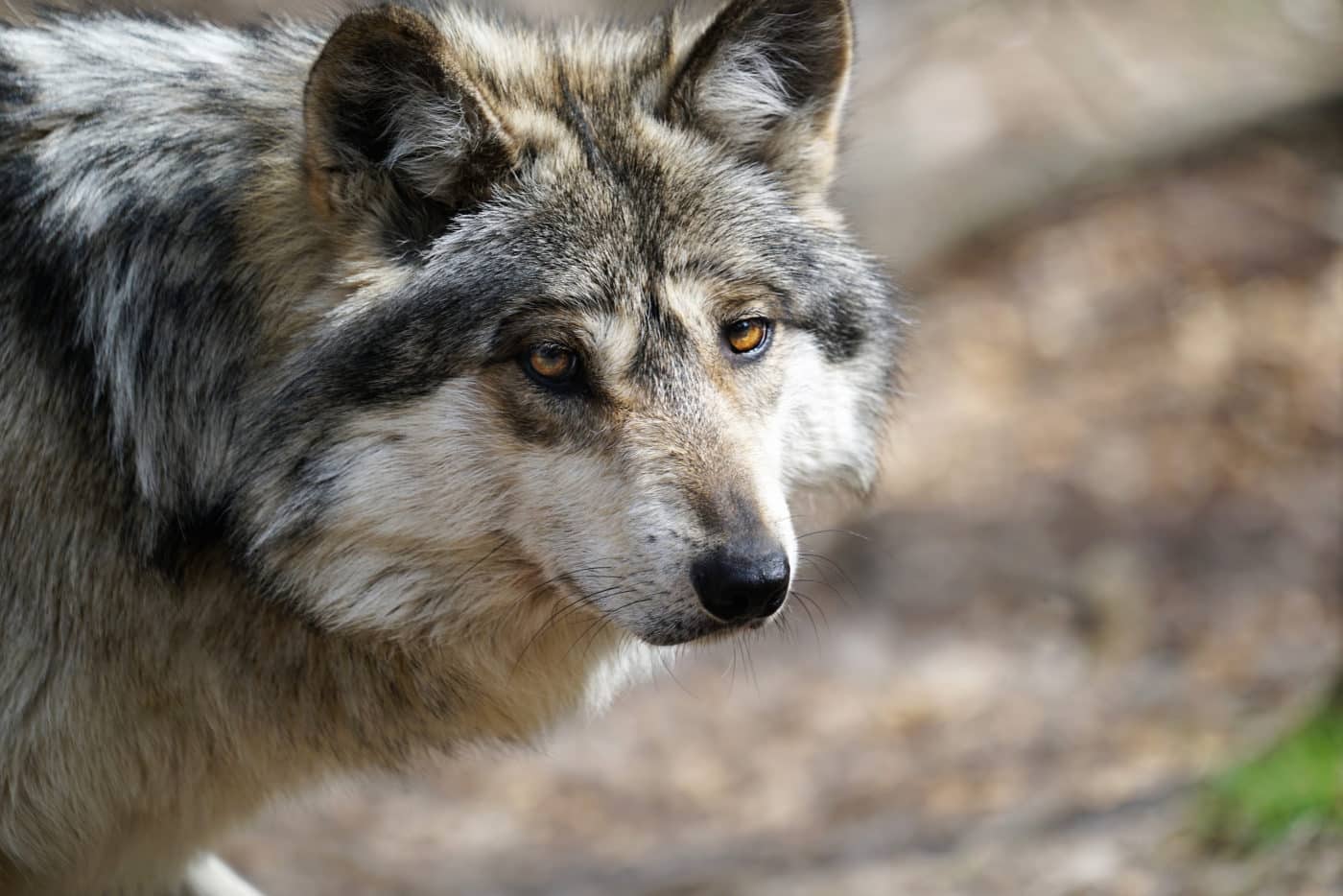 Maus Stare Scared Edit (1) | Wolf Conservation Center