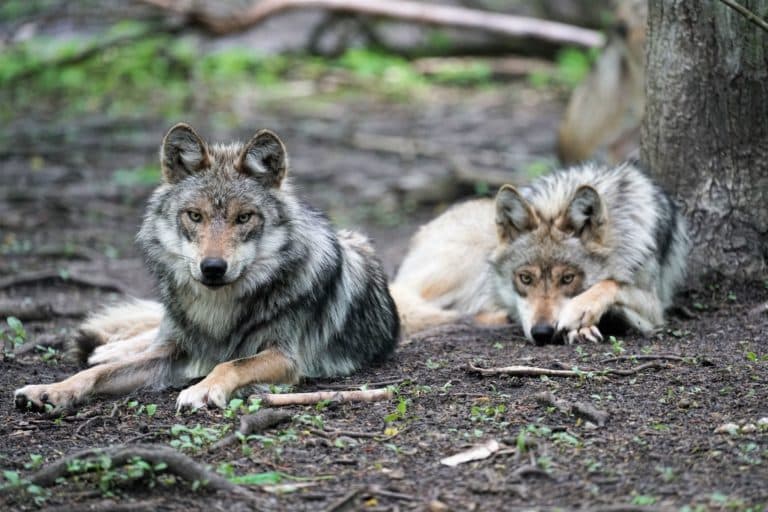 Untitled Design | Wolf Conservation Center